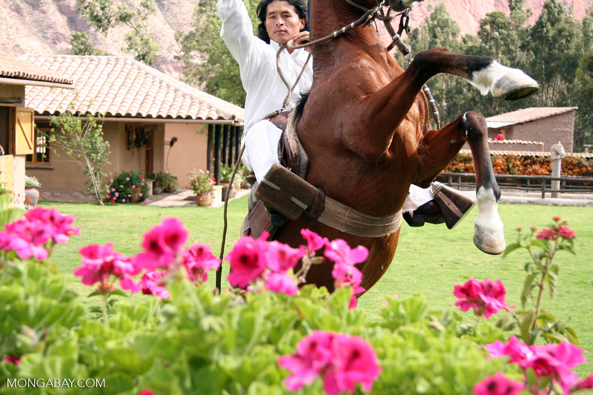 Peruvian cowboy [cuzco-Urubamba_1018_0601]