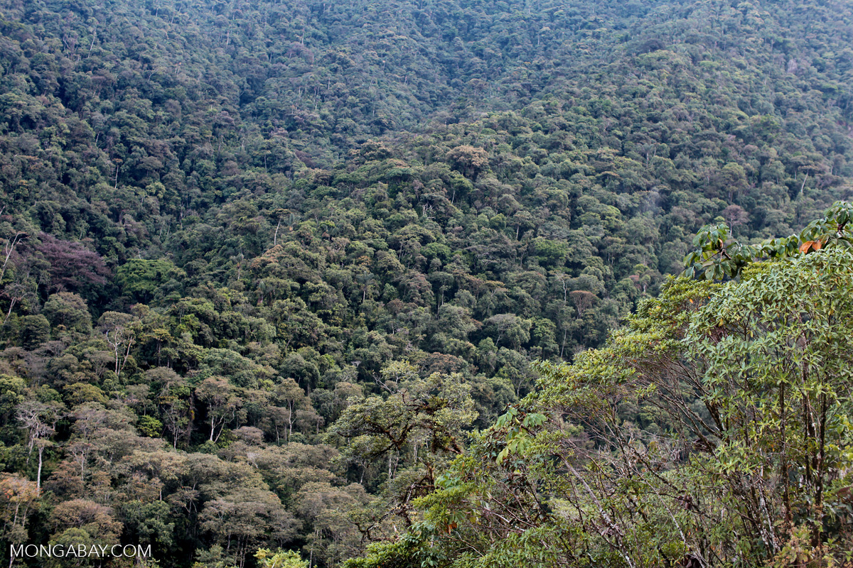 Amazon cloud forest