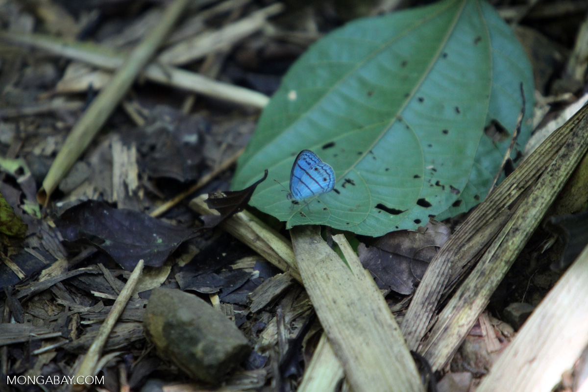 Blue butterfly (Satyr species) [manu_0741]