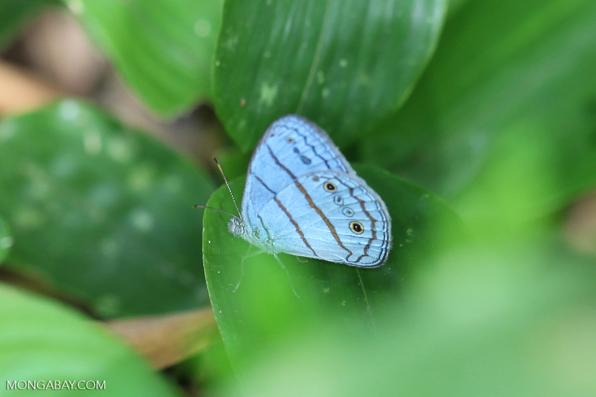 Blue butterfly (Satyr species) [manu_0746]