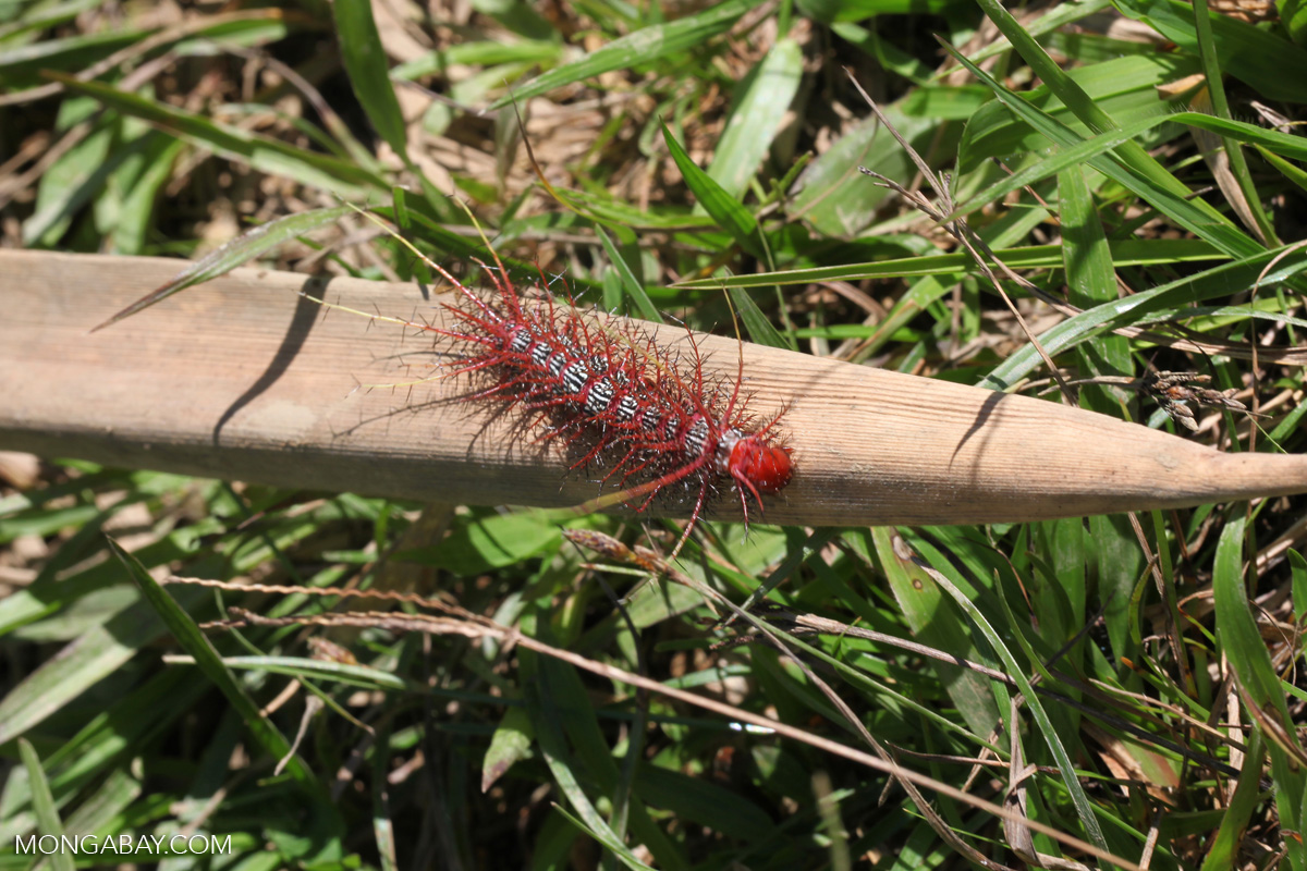 White and black caterpillar with red spines [manu_0775]