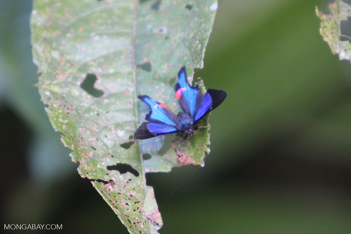 Rhetus periander butterfly - Riodinidae (Metalmarks)