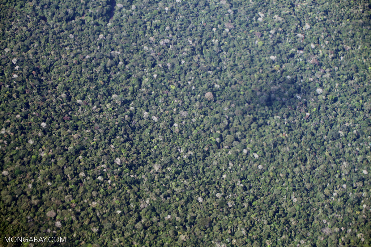 Overhead view of the Amazon rainforest