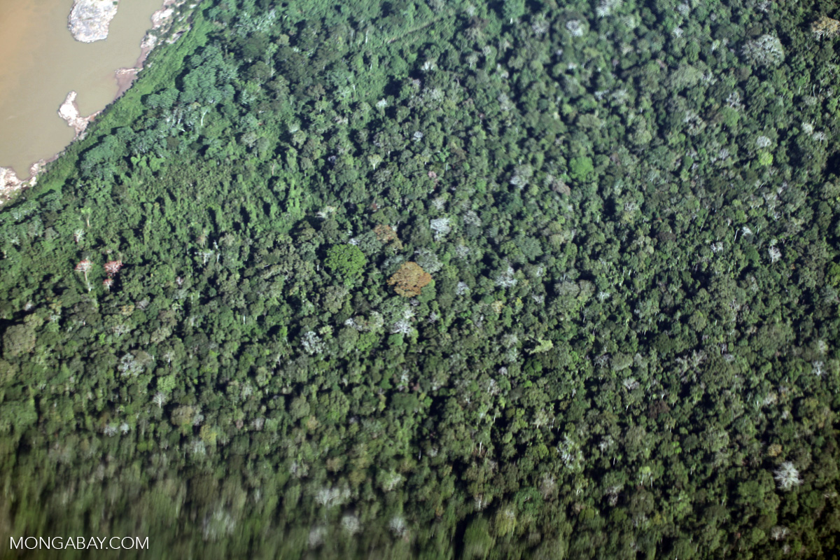 Orange flowering tree in the Amazon rainforest