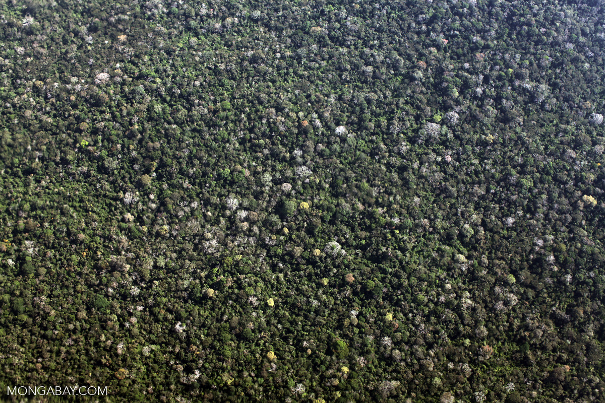 Logged over forest in the Peruvian Amazon [peru_aerial_0995]