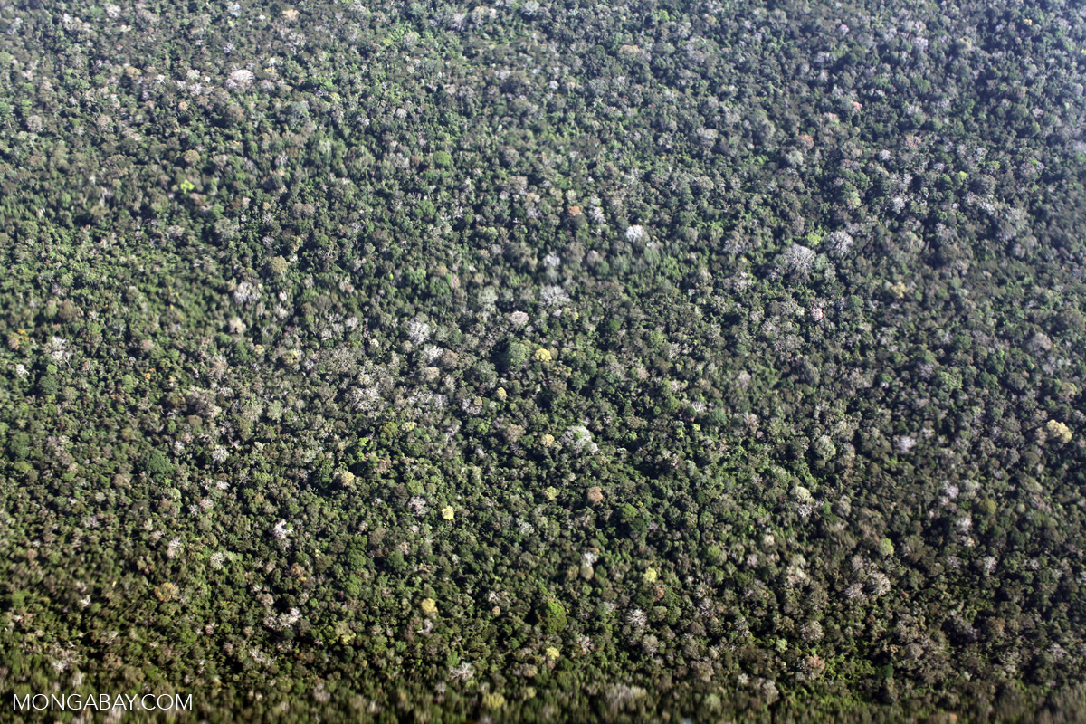 Logged over forest in the Peruvian Amazon [peru_aerial_0998]