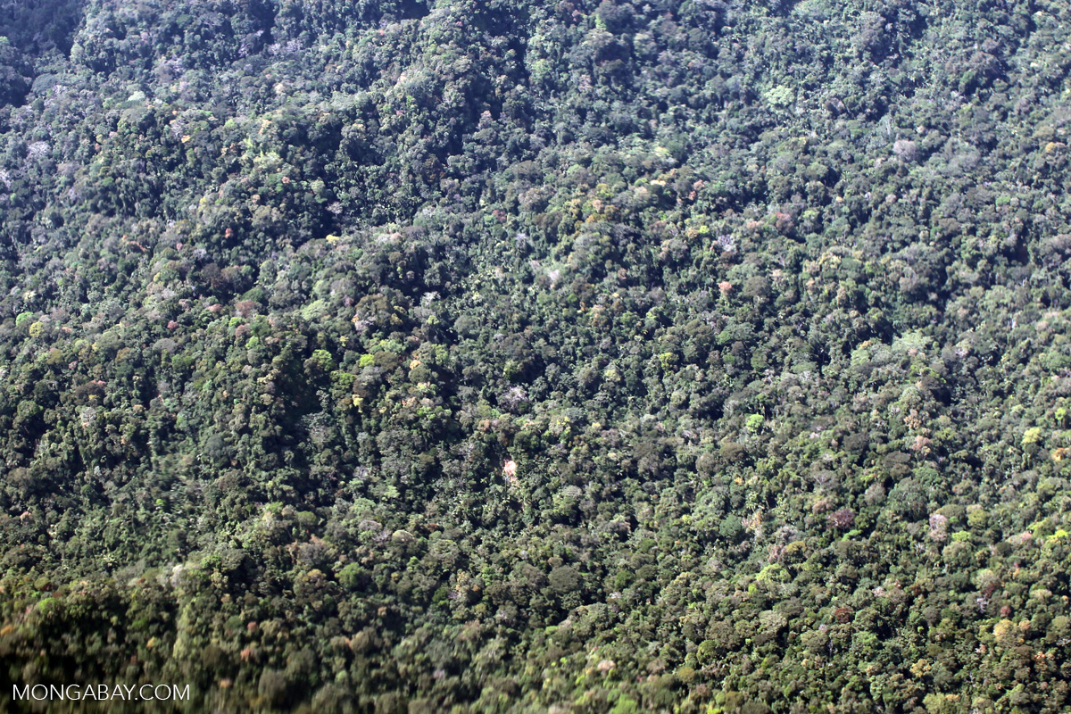 Rainforest in the most biodiverse part of the Amazon [peru_aerial_1599]