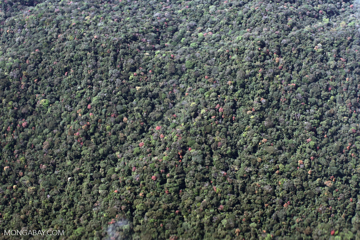 Highly biodiverse submontane forest of the Amazon basin