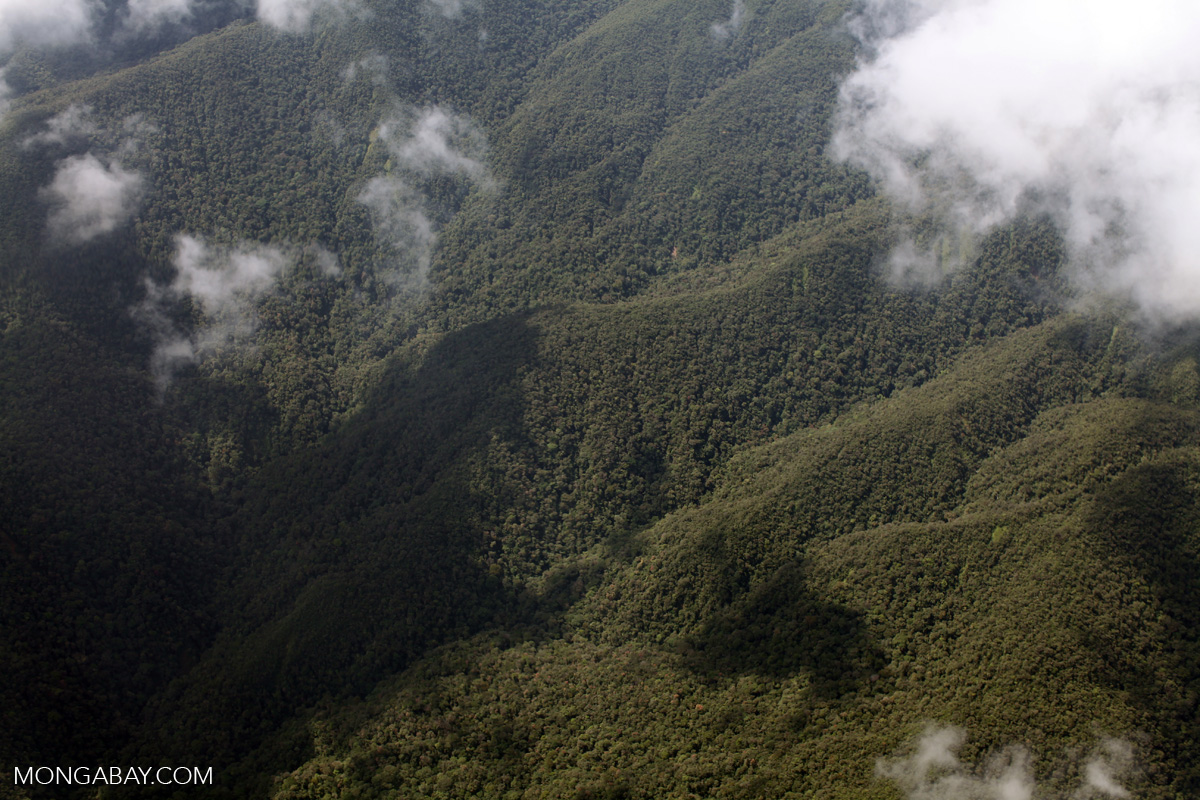 Peru Forestry