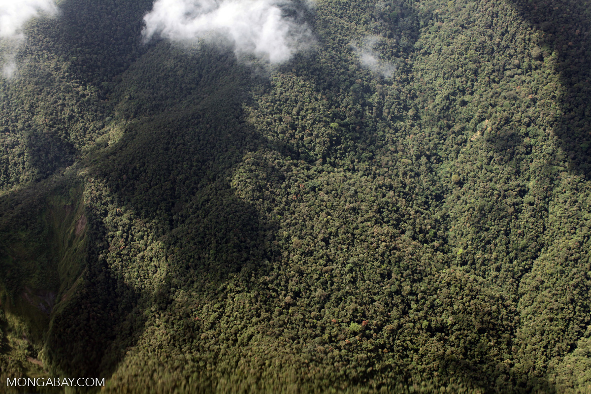 Peru Forestry