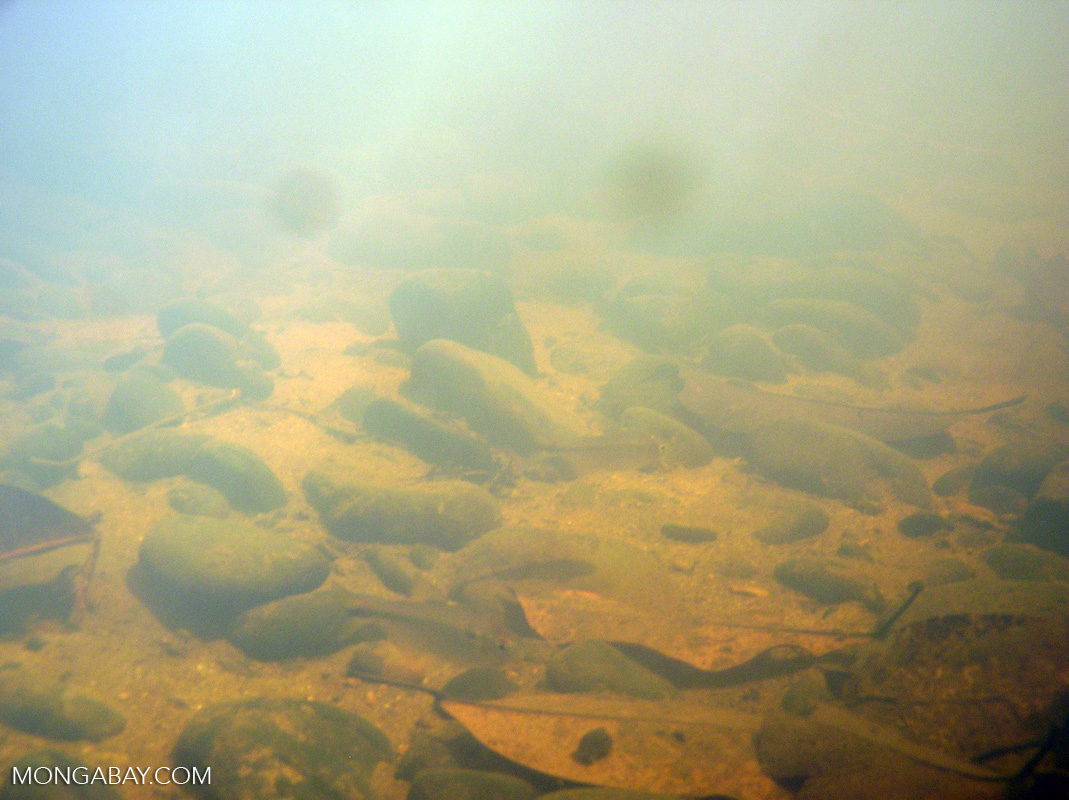 Blackwater stream biotope; rocky substrate with leaf litter