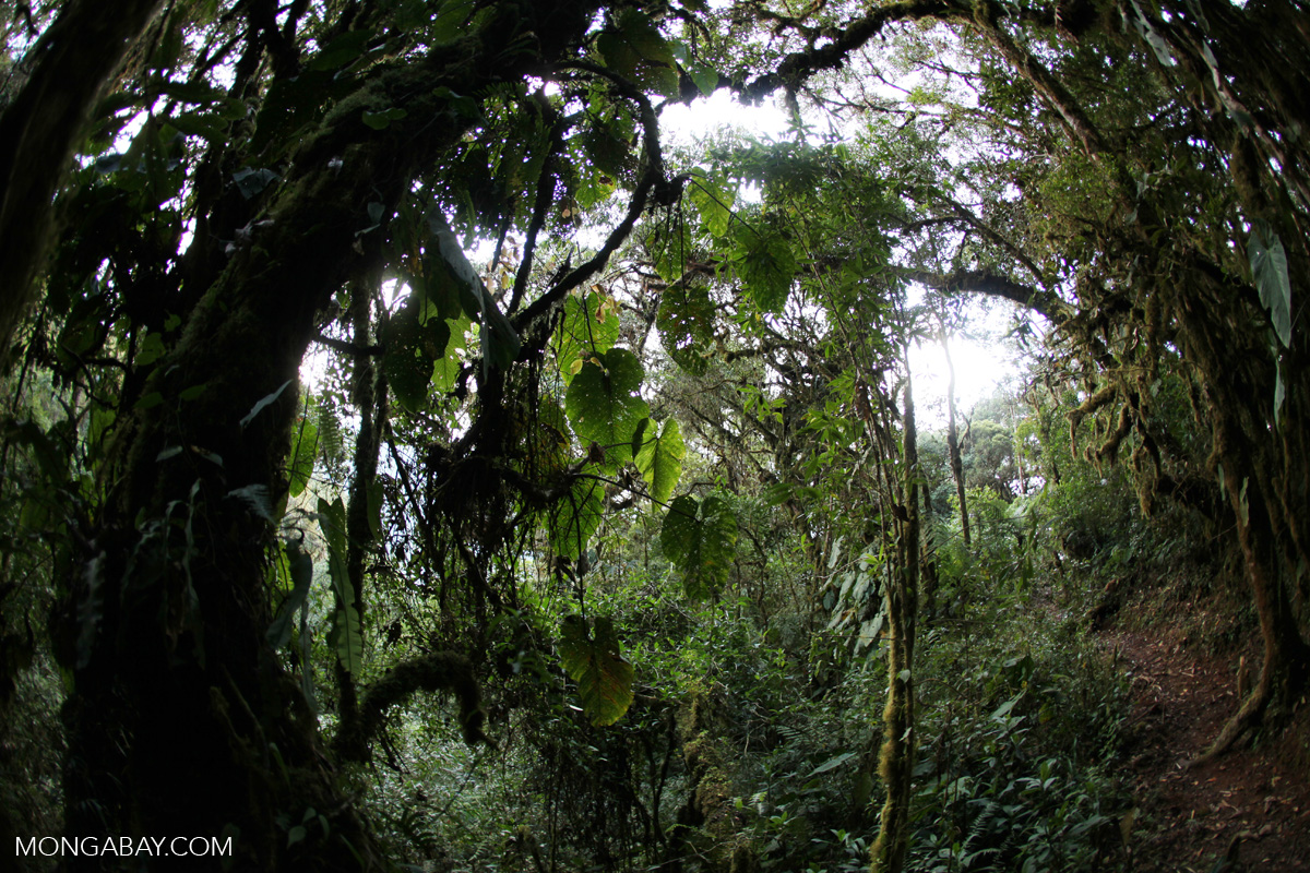 Peru Forestry