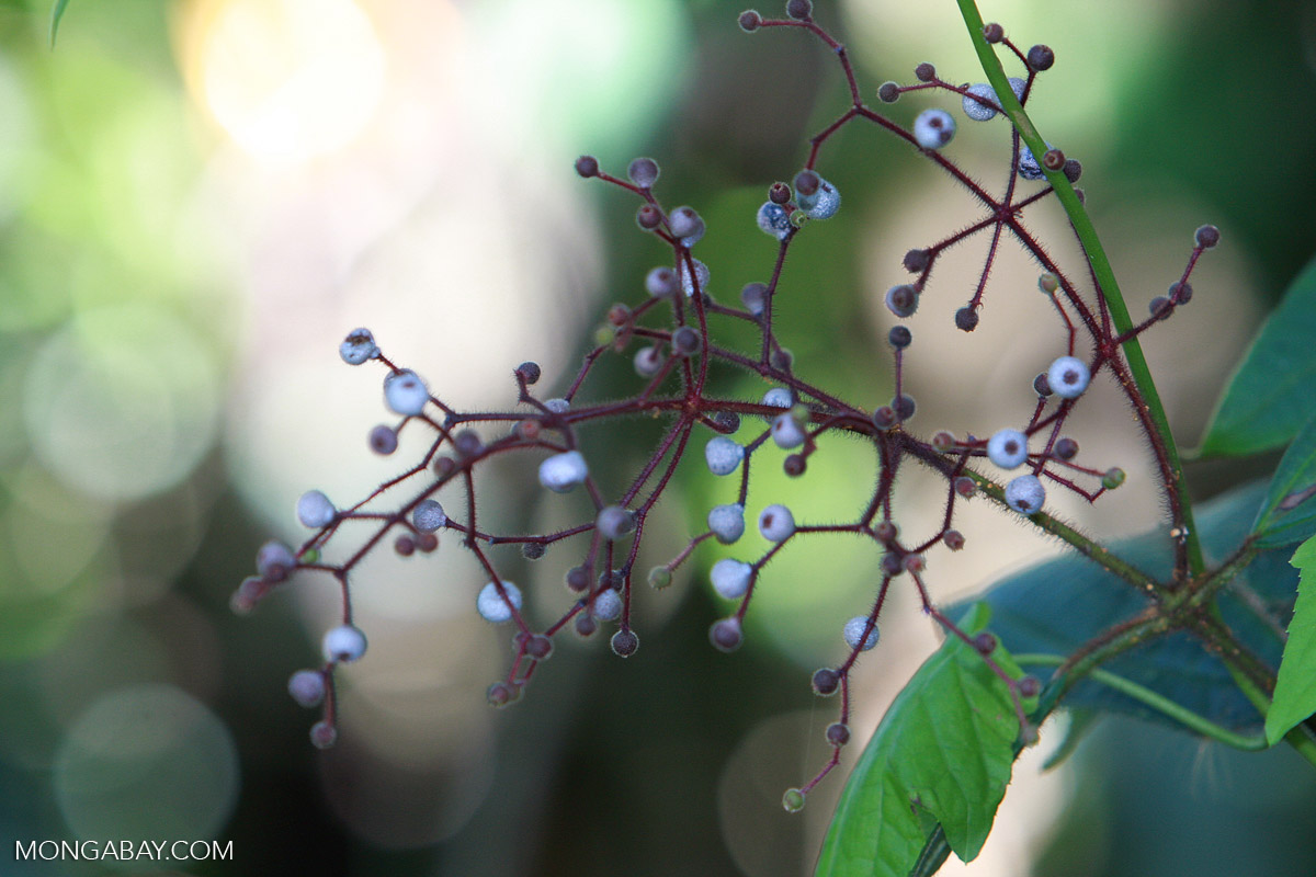 Light blue berries with purple-red stems