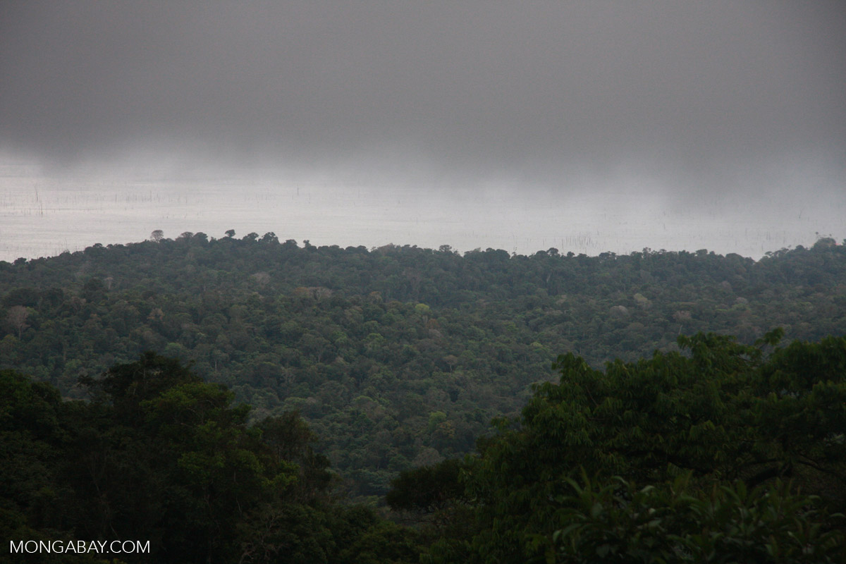 Rain moving in over the rainforest canopy [suriname_1294]