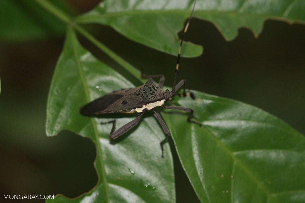 Insect [suriname_1483]