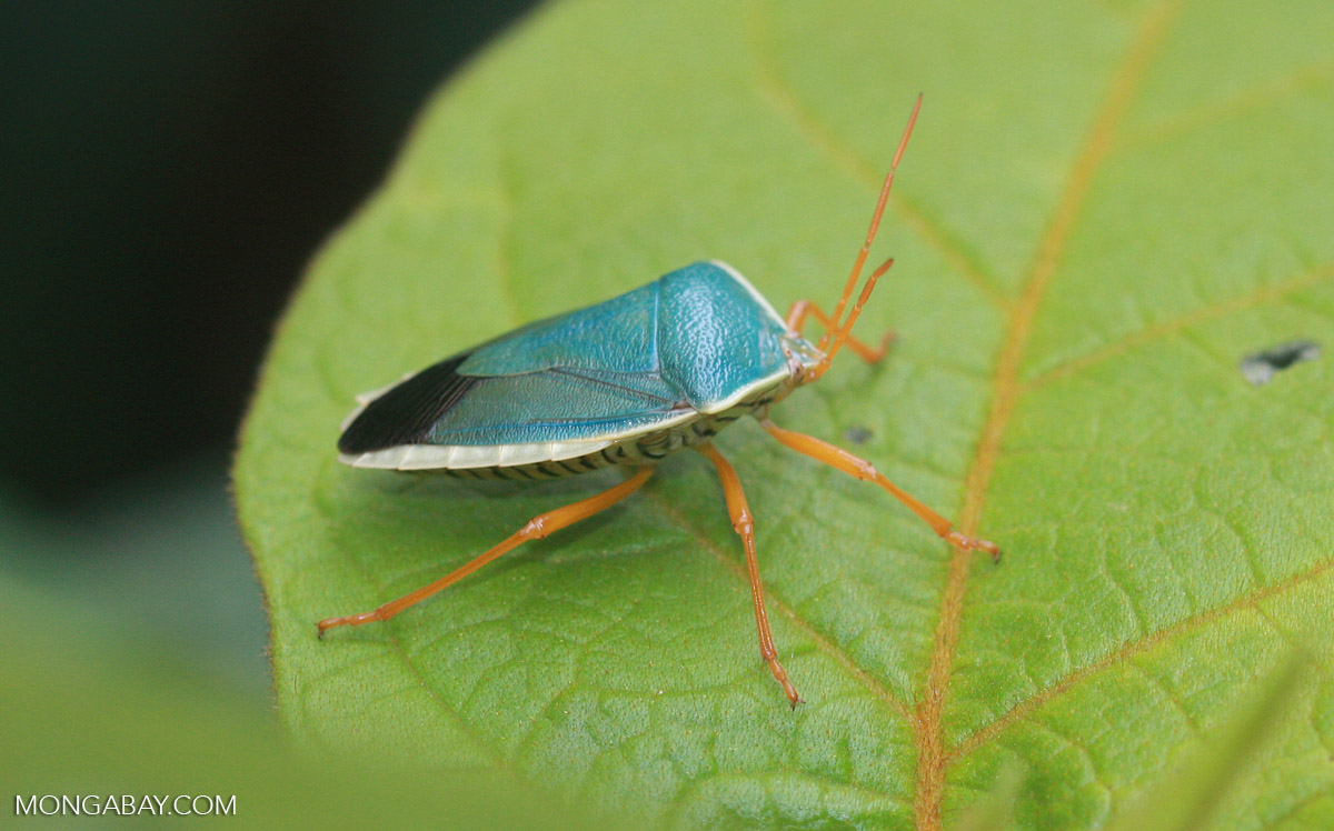 Turquoise bug with orange legs [suriname_2128]