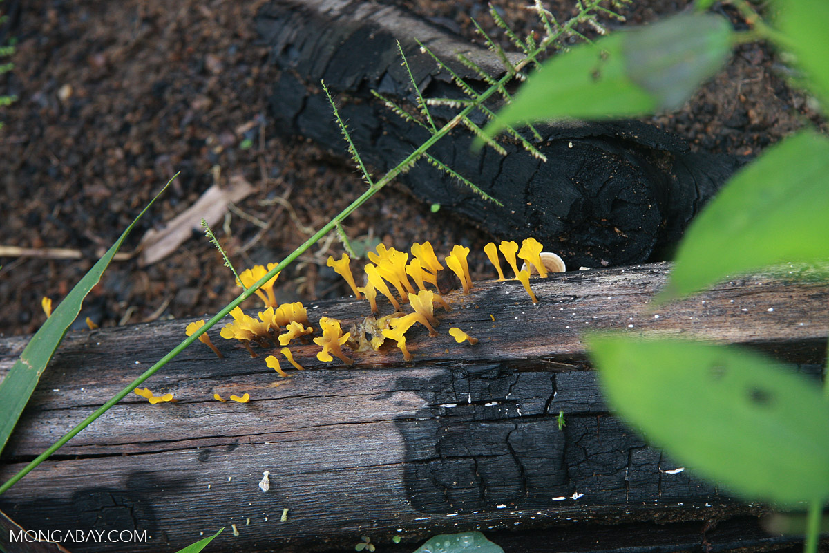 Yellow fungi on a charred log in a manioc field