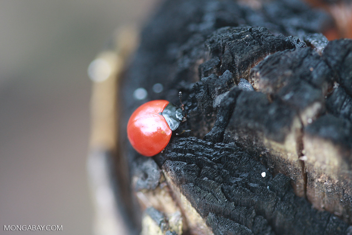 Giant ladybug