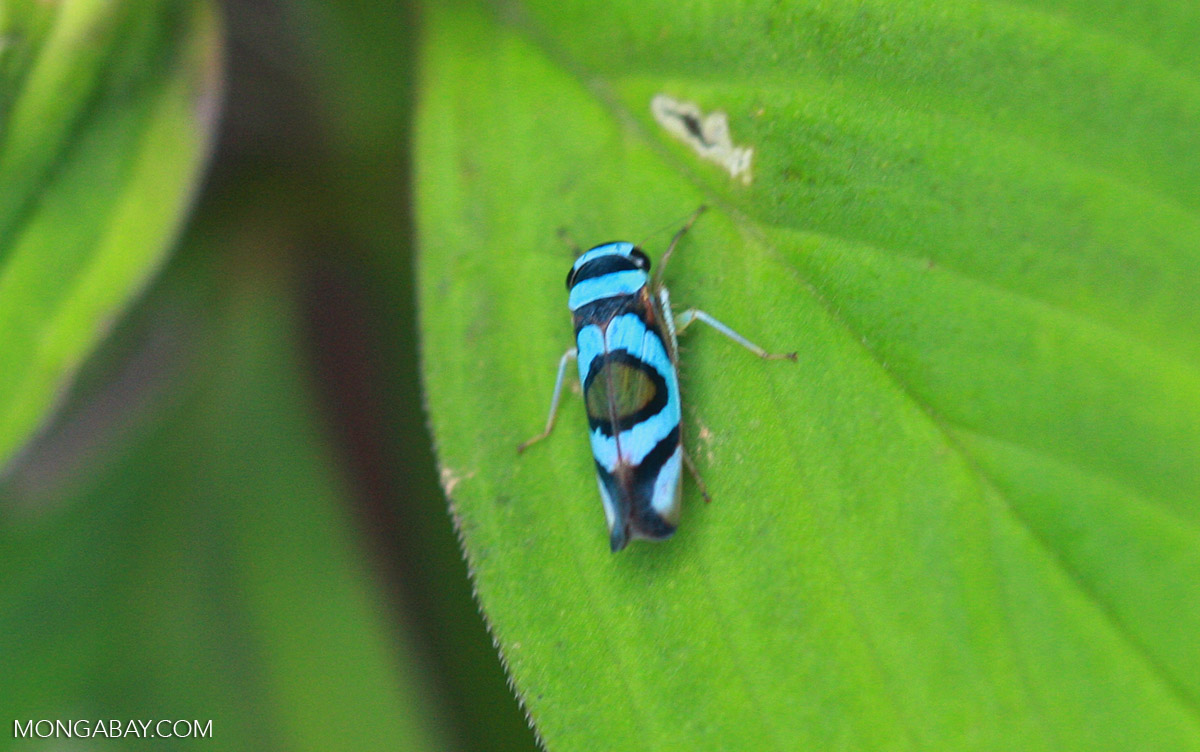 Blue and black insect [suriname_2235]