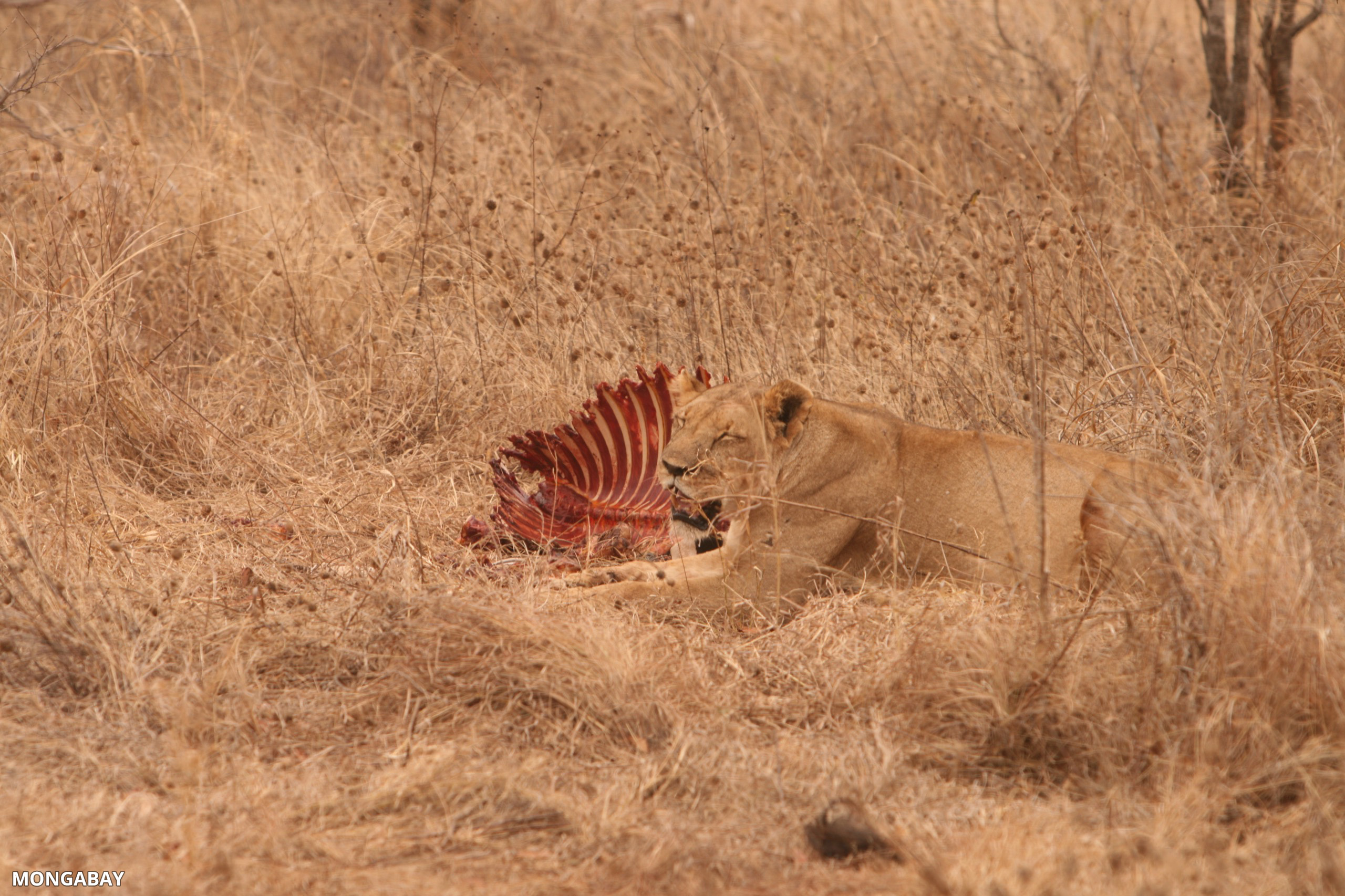 Lioness with zebra kill -- tz_1646