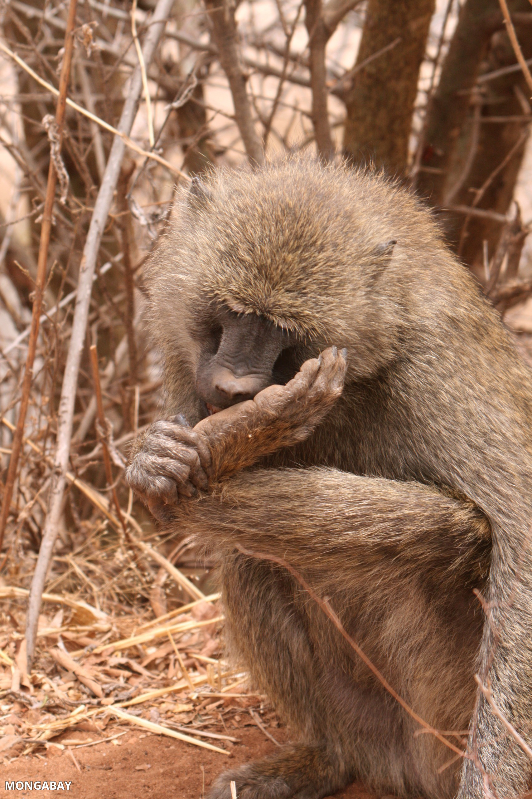 Olive Baboon (Papio anubis) smelling its foot