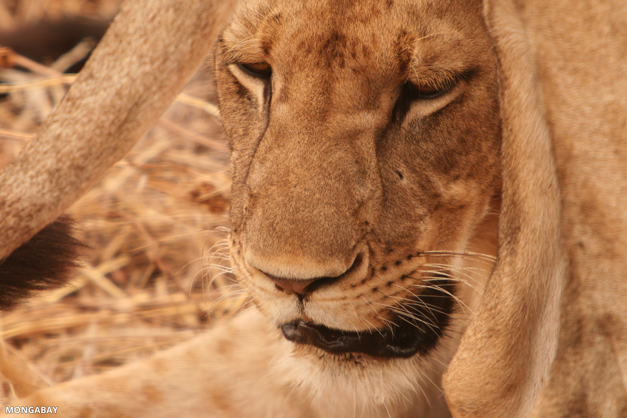 Young female lion -- tz_1719
