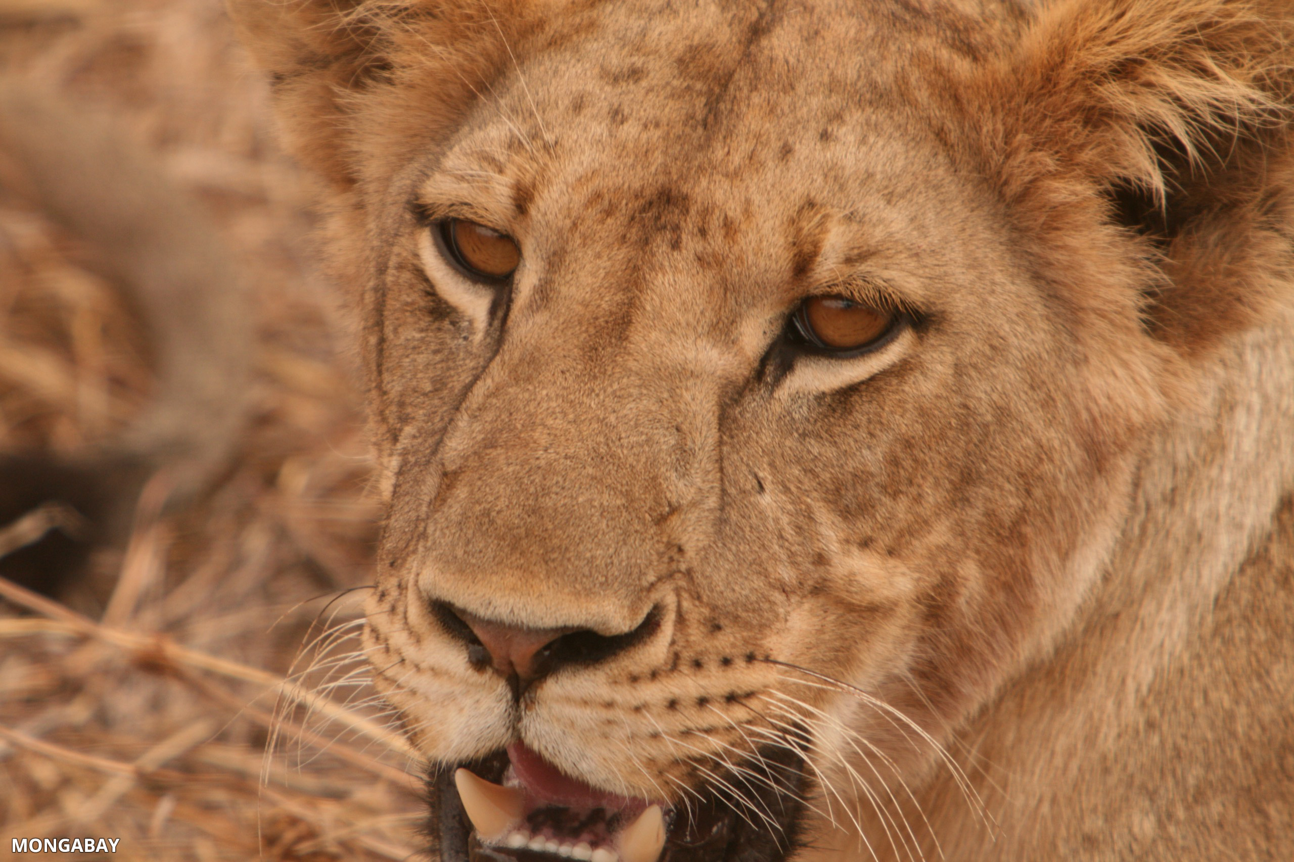 Young female lion -- tz_1722