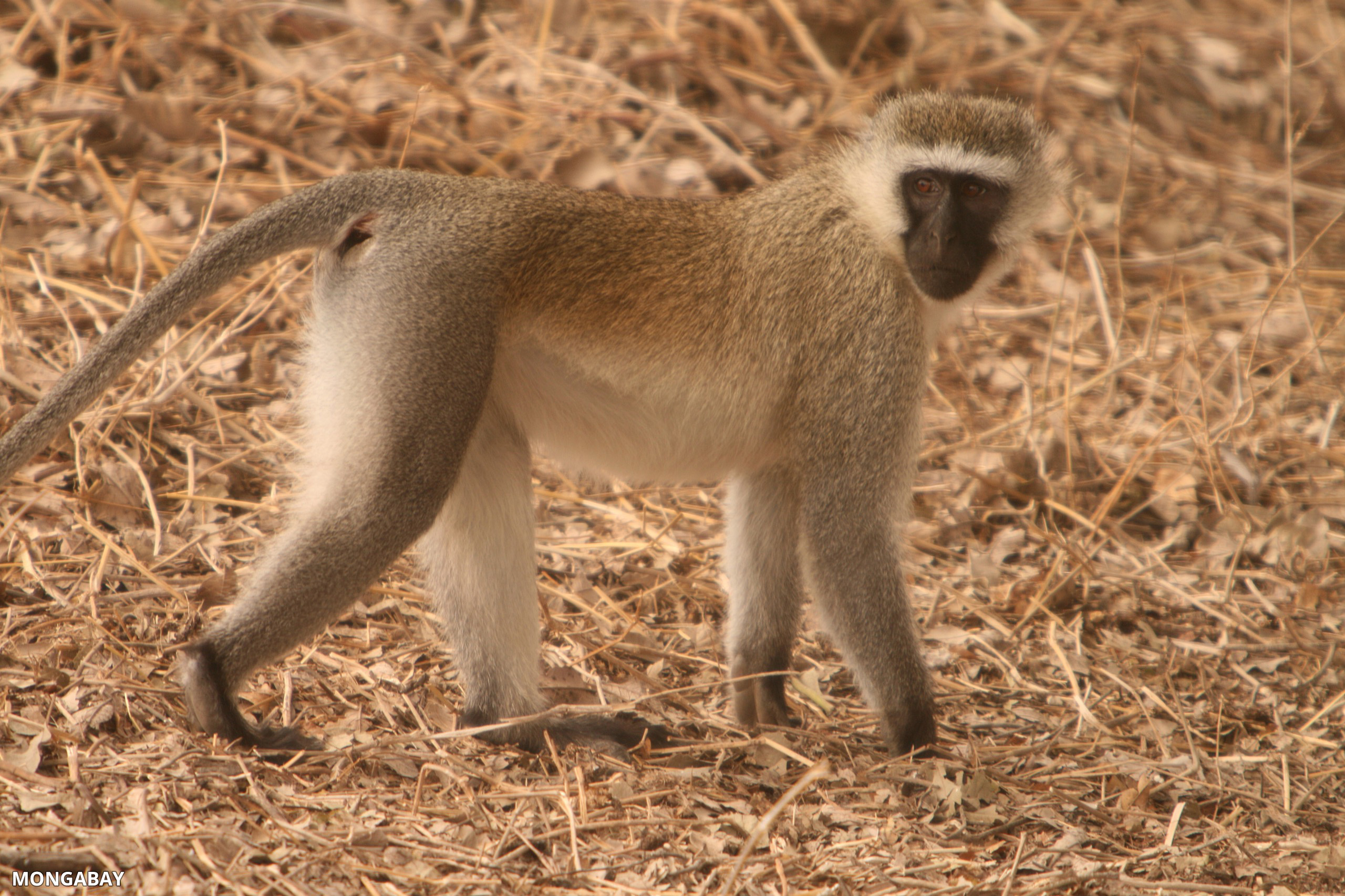 Vervet monkey