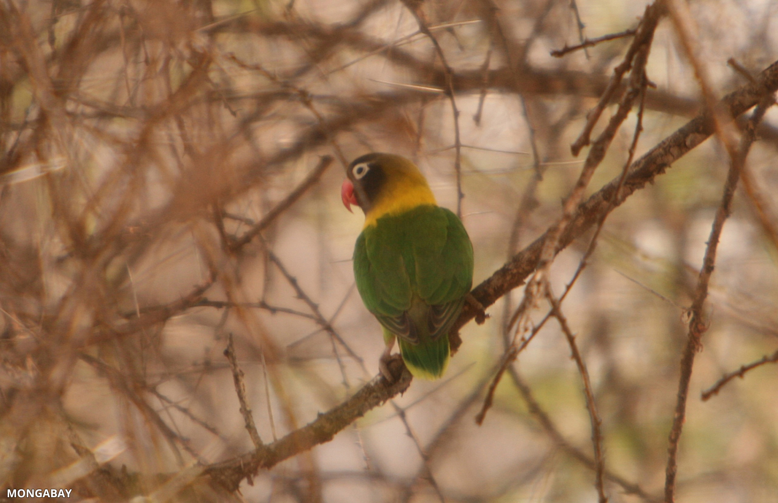 Blue Masked Lovebird