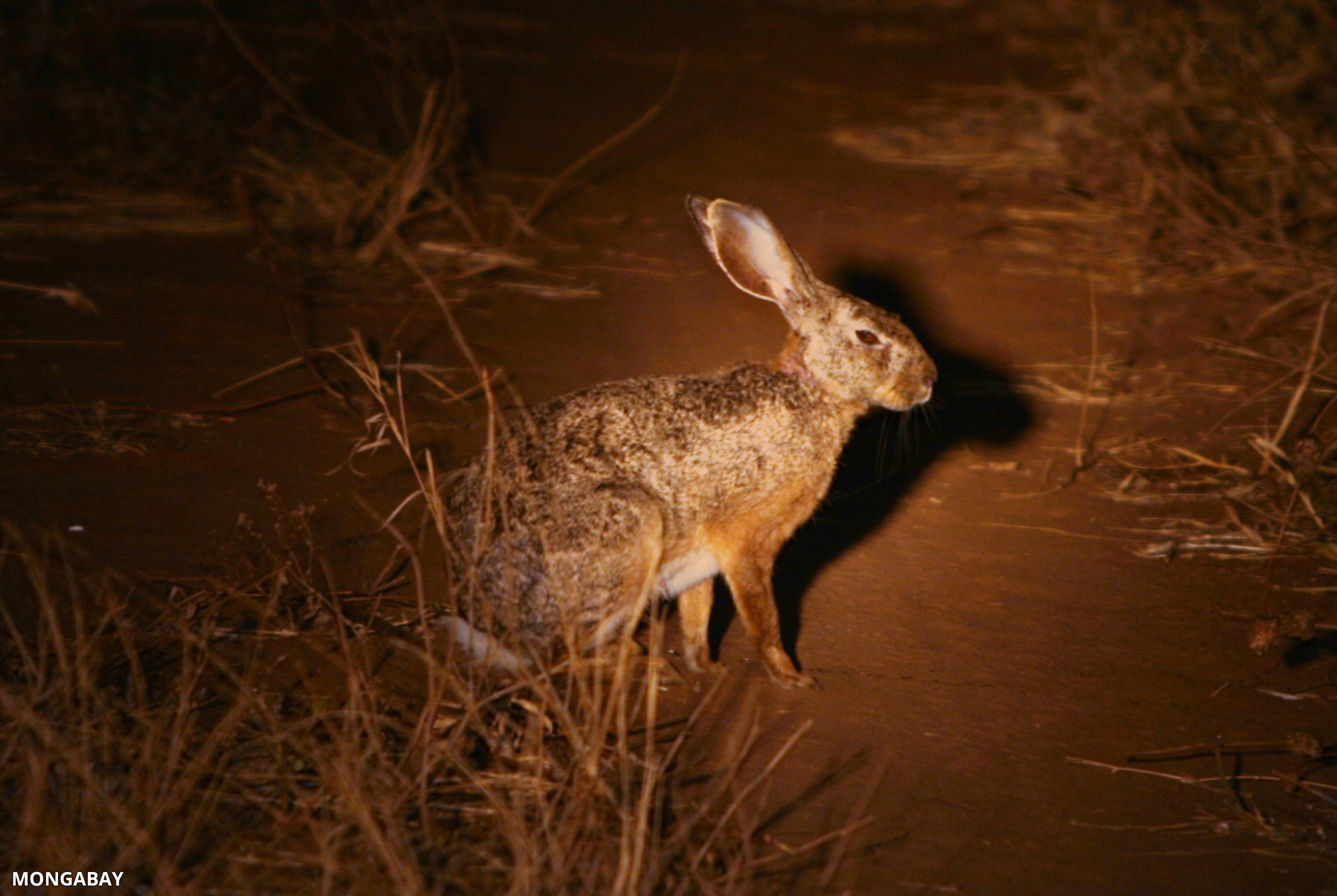 Scrub Hare (Lepus saxatilis)