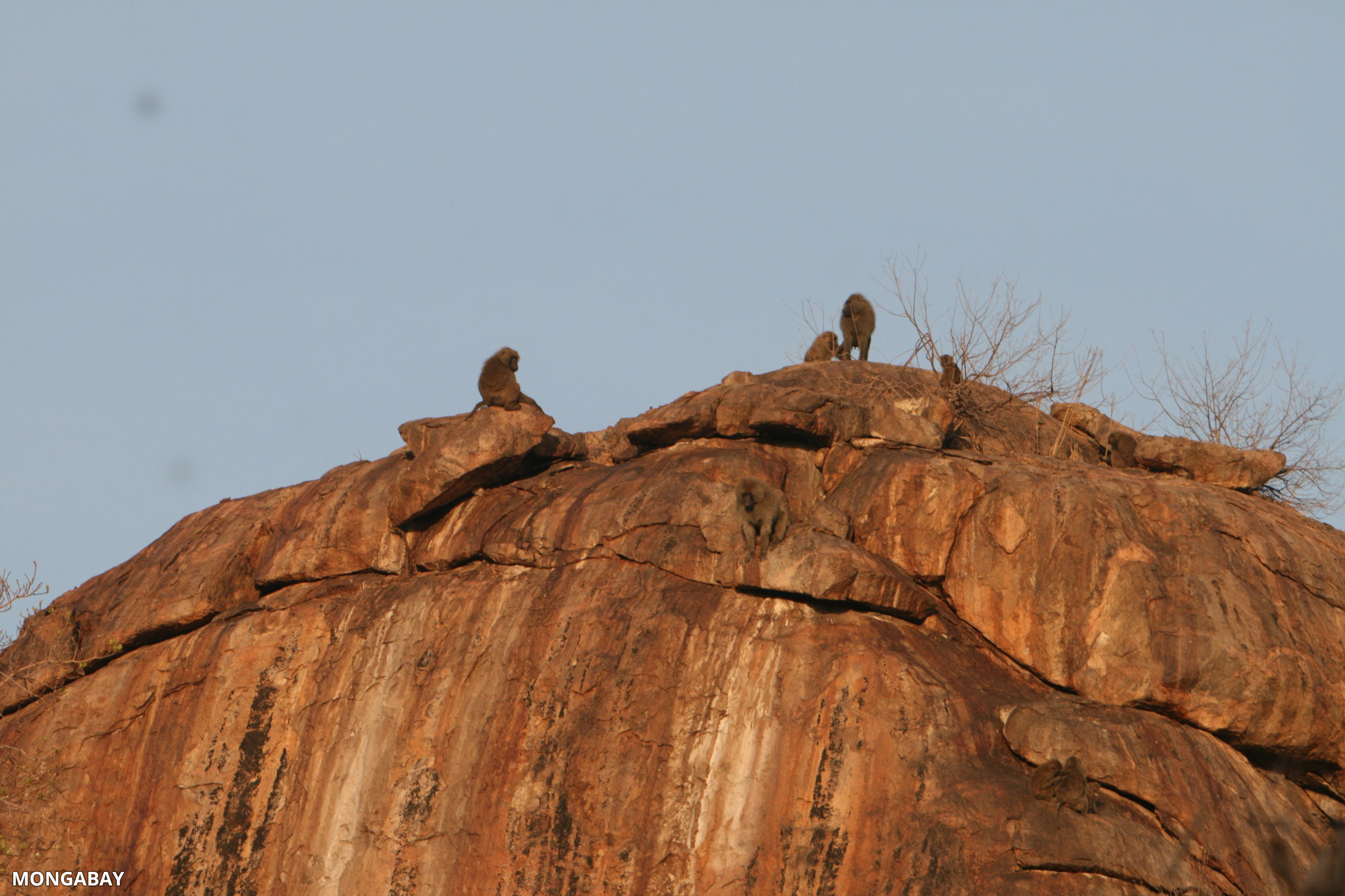 Baboons atop a rock outcropping -- tz_2060
