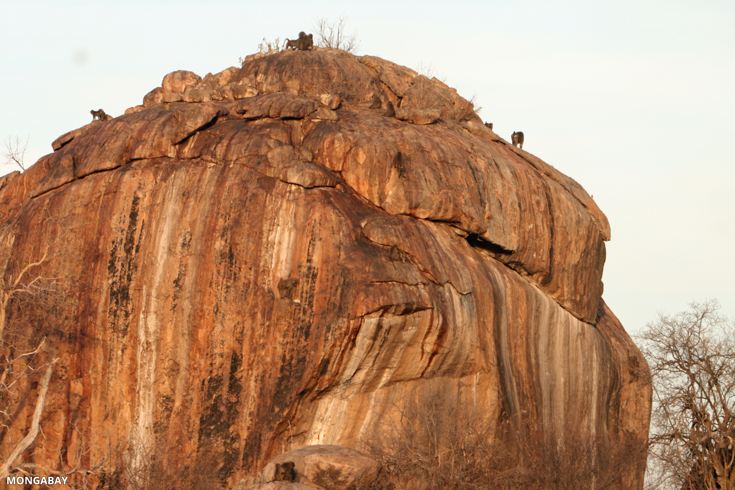 Baboons atop a rock outcropping -- tz_2062