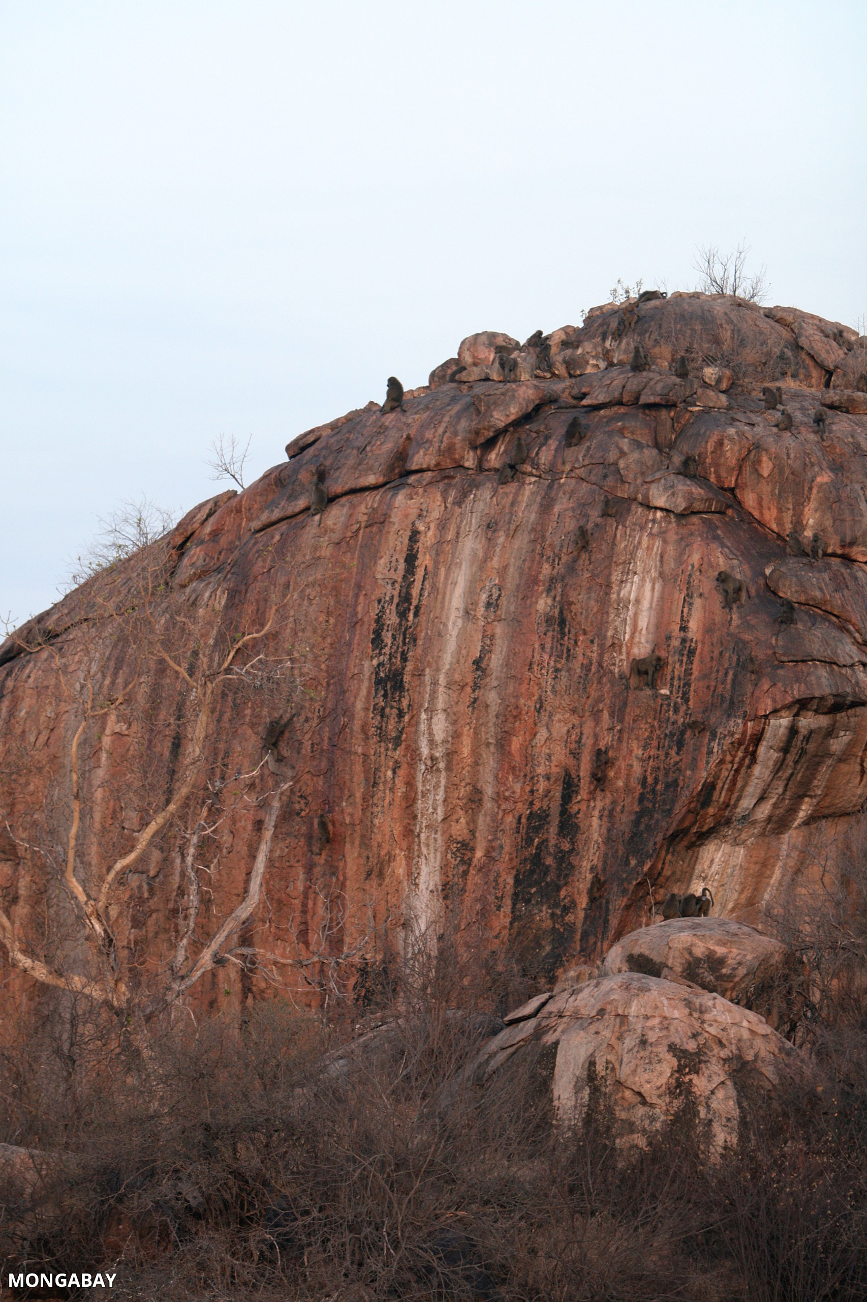 Baboons atop a rock outcropping