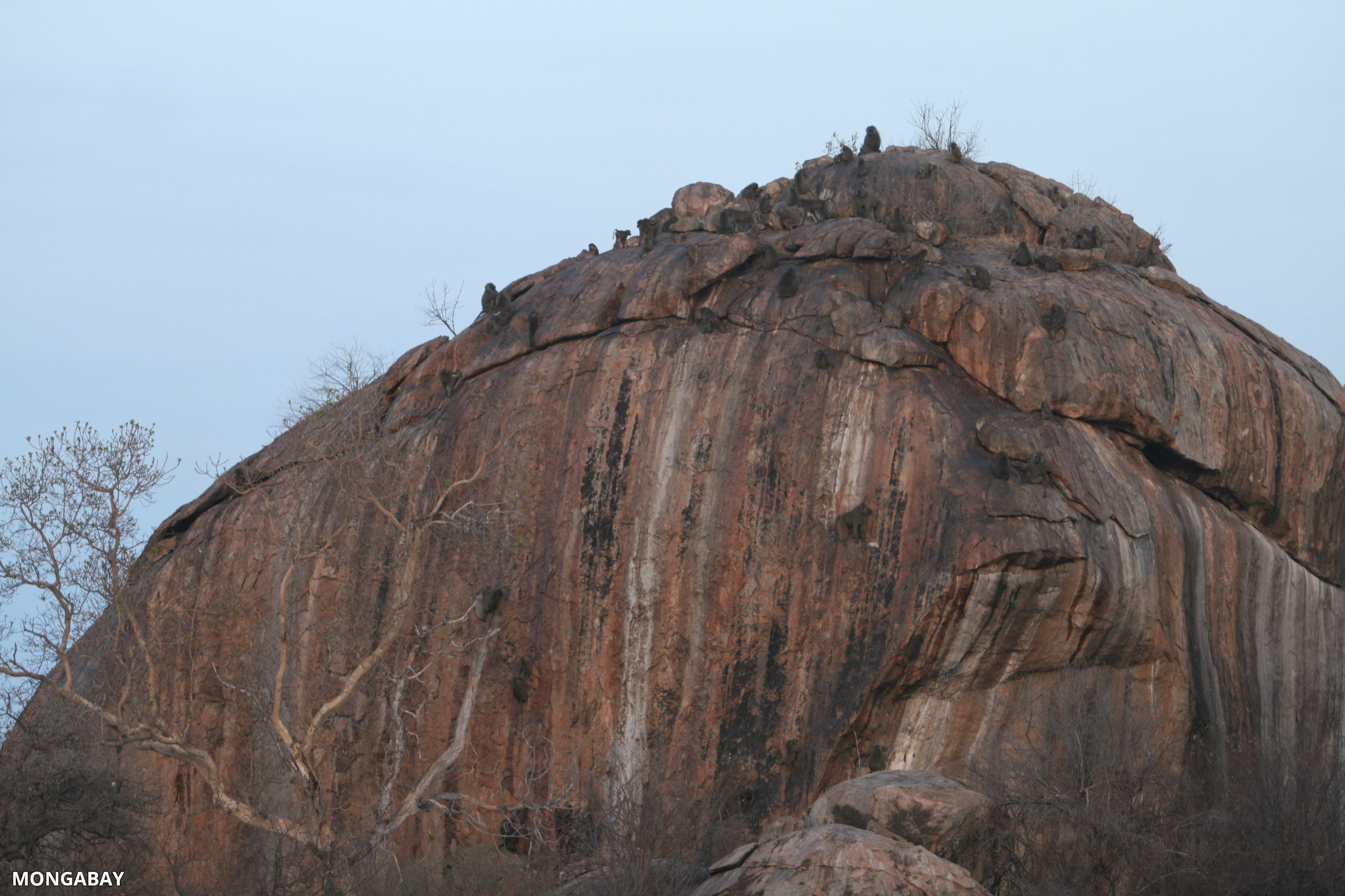 Baboons atop a rock outcropping -- tz_2077