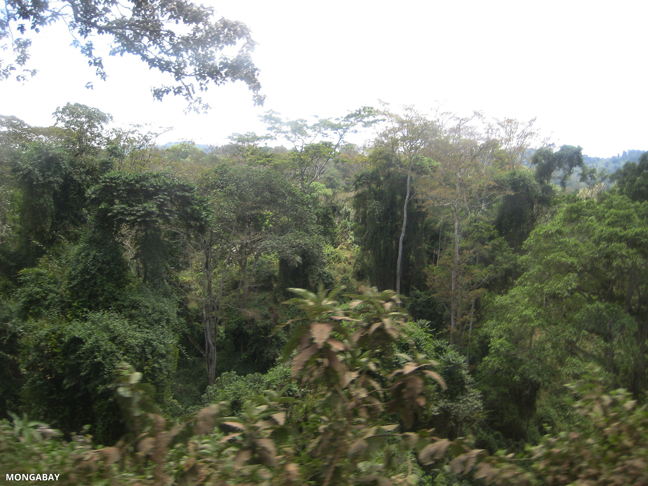 Construction equipment on an African forest road
