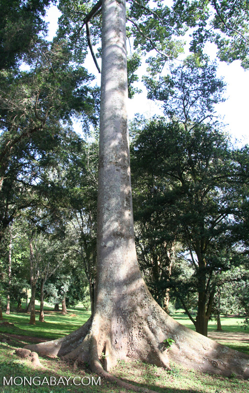 Canopy tree with buttress roots