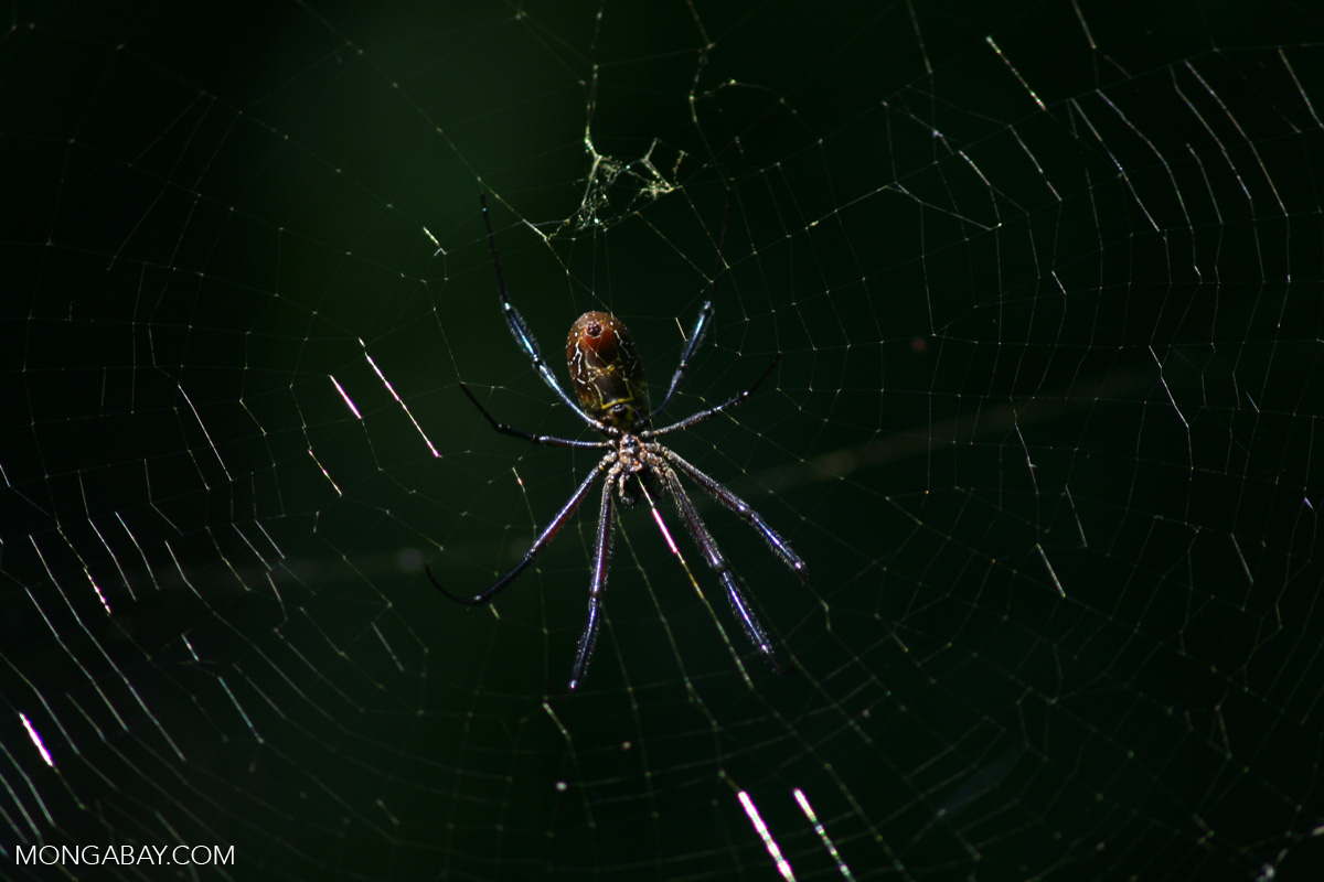 Orb spider in Uganda (underside)