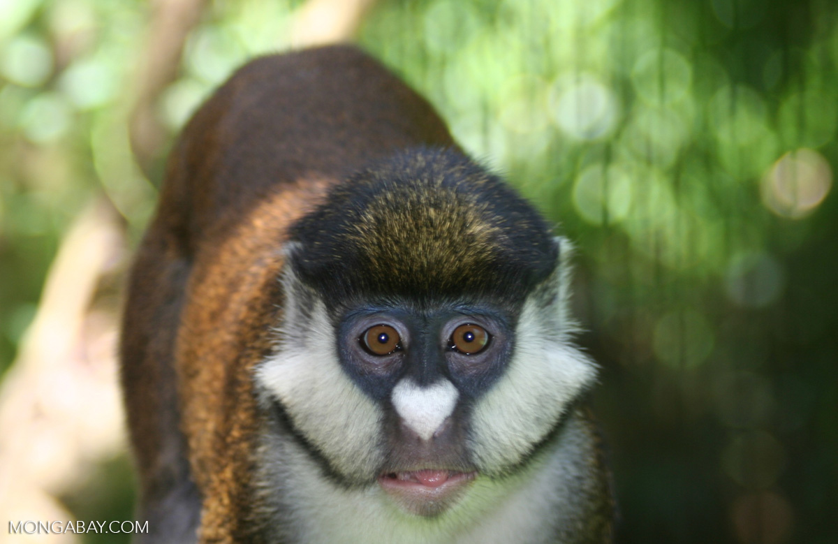 Red tail Monkey (Cercopithecus ascanius)