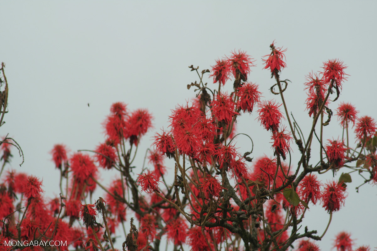 Bright red flowers of the Abyssinian Erythrina or Coral Tree (Erythrina ...