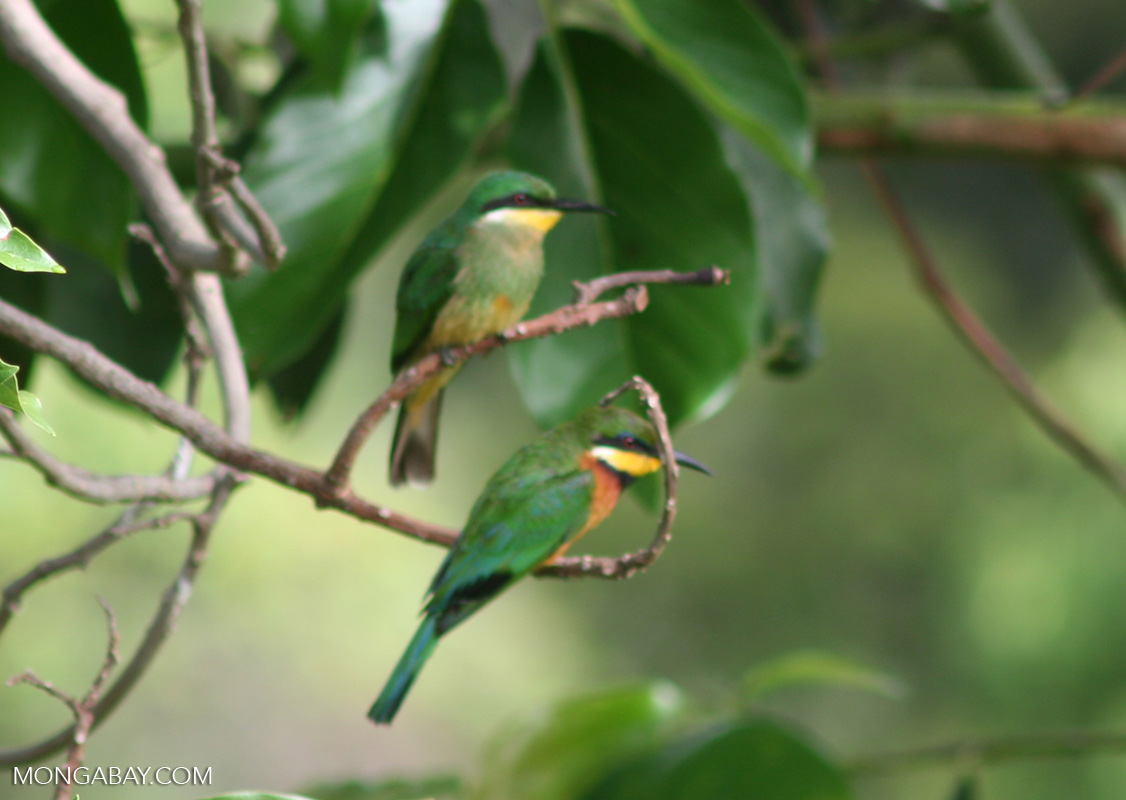Pair of Cinnamon-chested bee-eaters (Merops oreobates)