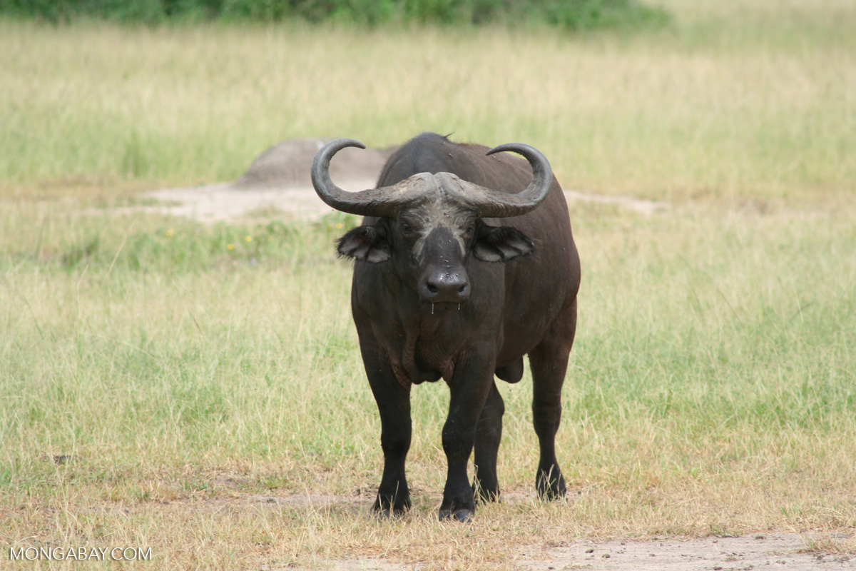 Male African cape buffalo (Syncerus caffer)