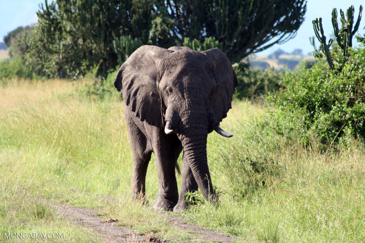 Elephant Doing A mock Charge 
