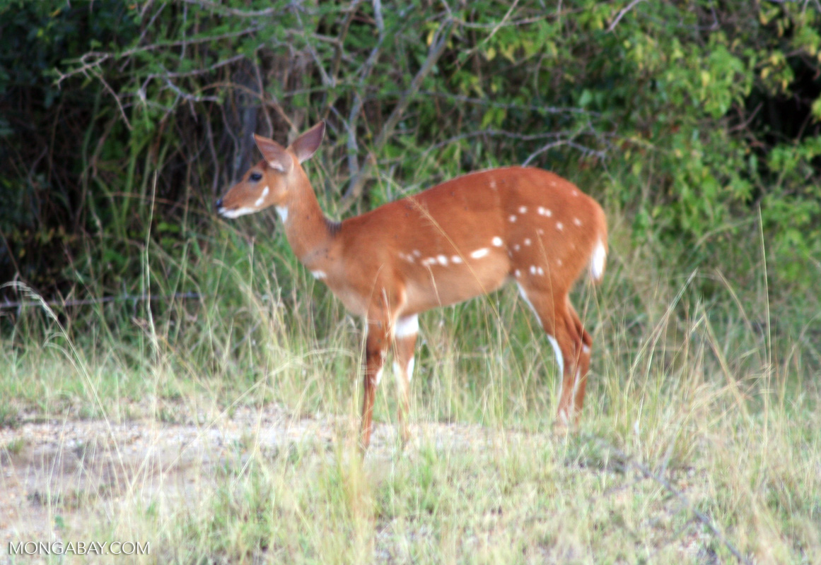 Female Bohor Reedbuck