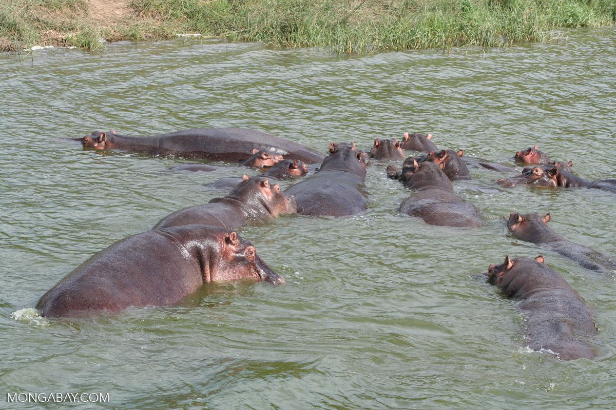 Many hippos in the Kazinga Channel