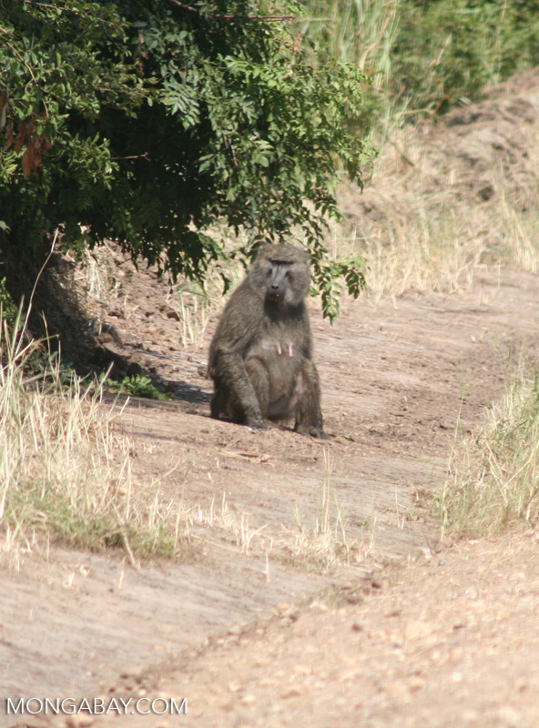 Female baboon sitting alongside a dirt road