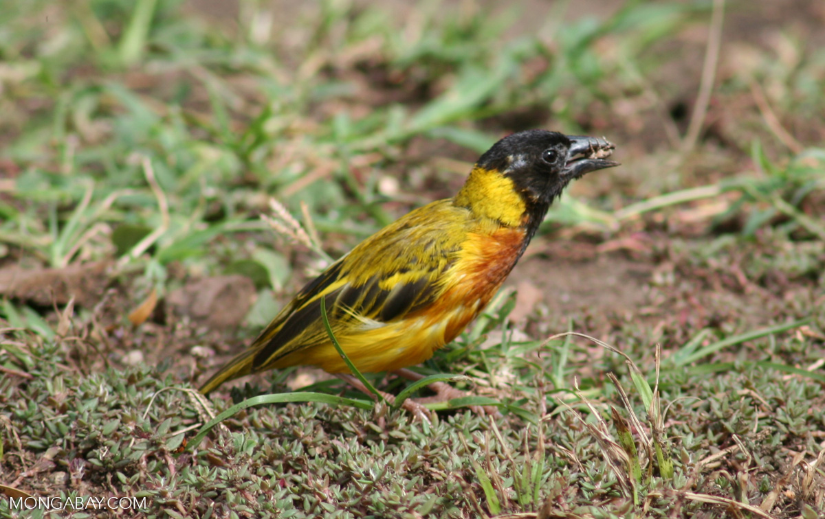 Male Yellow-backed weaver (Ploceus melanocephalus) eating a seed