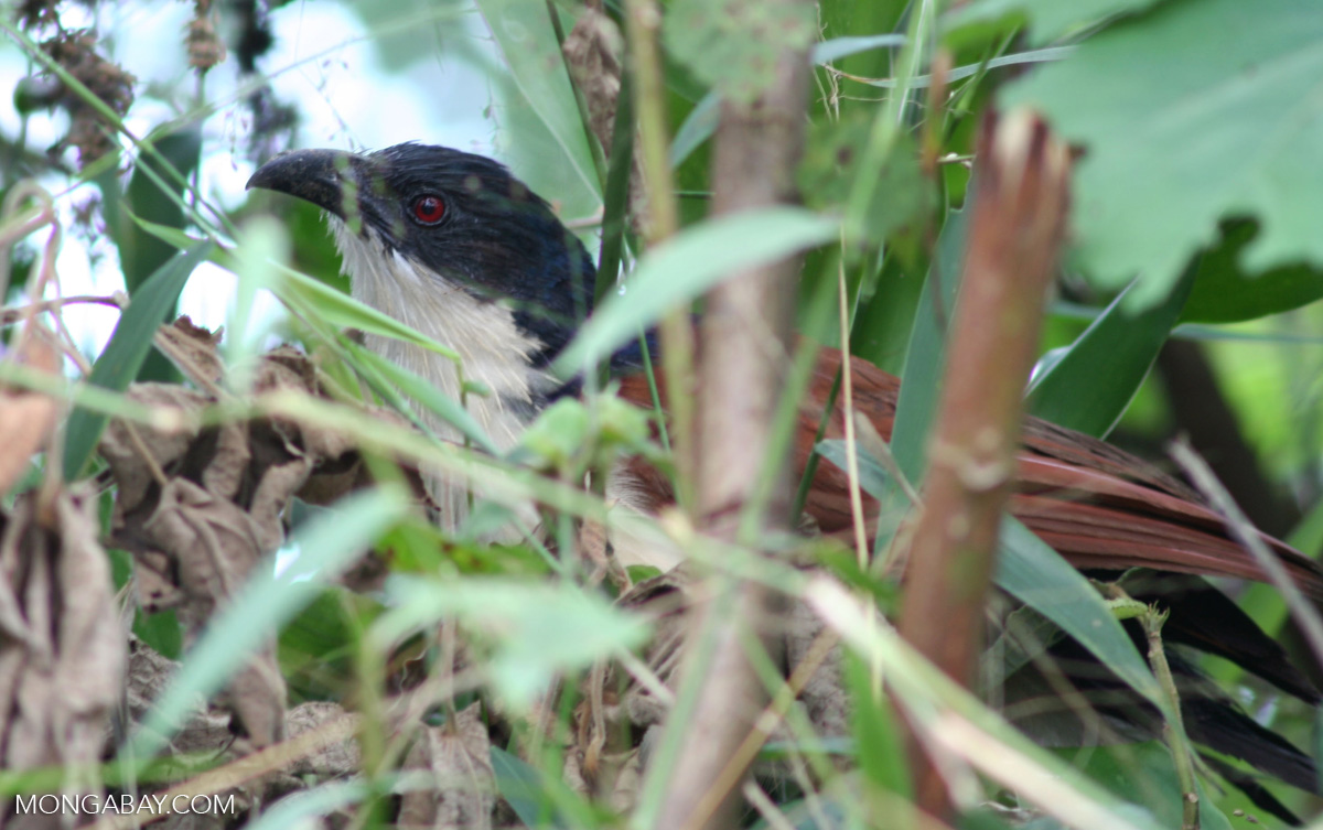 Blue-headed coucal, Centropus monachus, in a bush