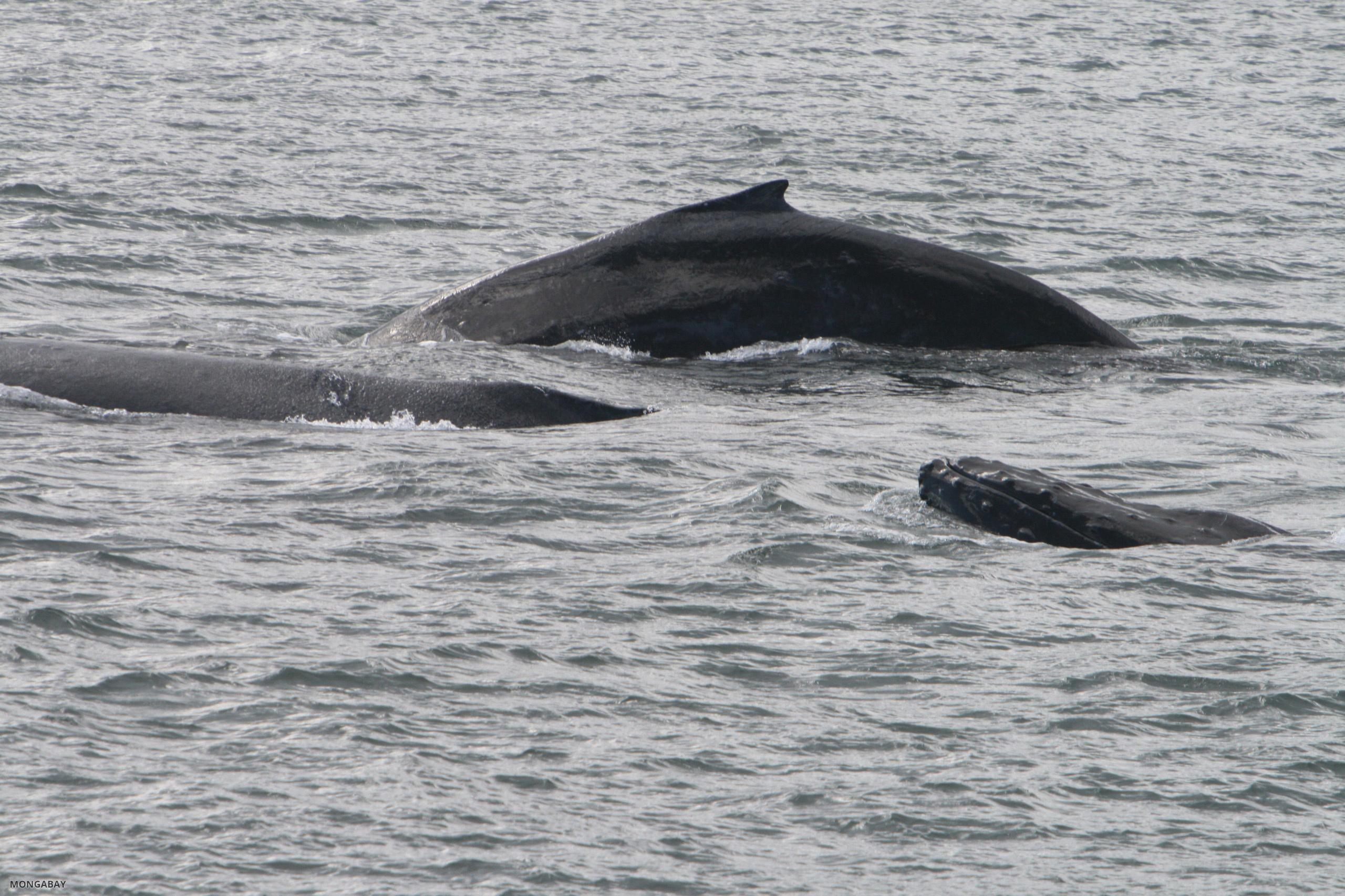 Humpback whales near the surface at Point Adolphus