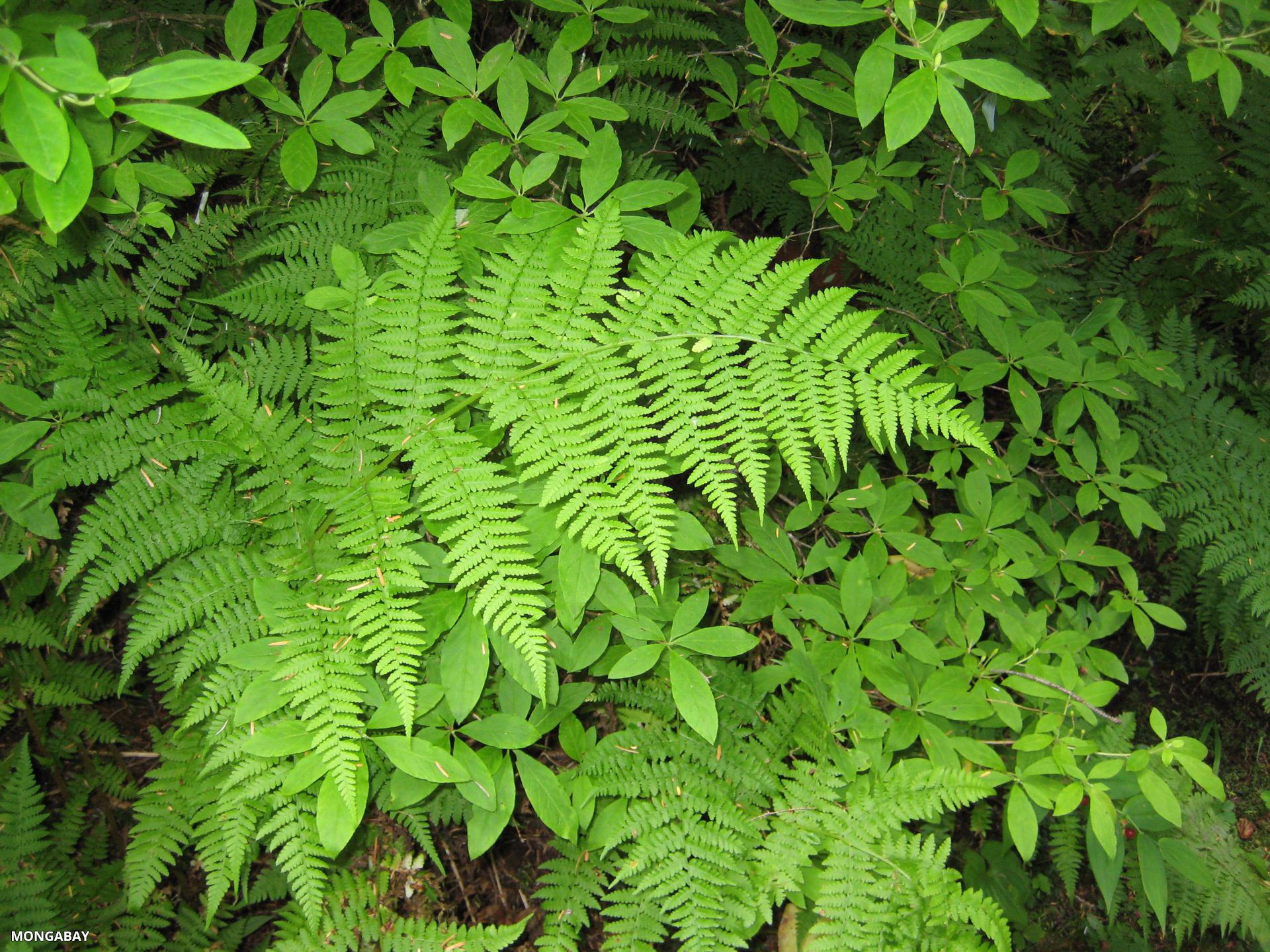 Fern in Sitka National Historical Park
