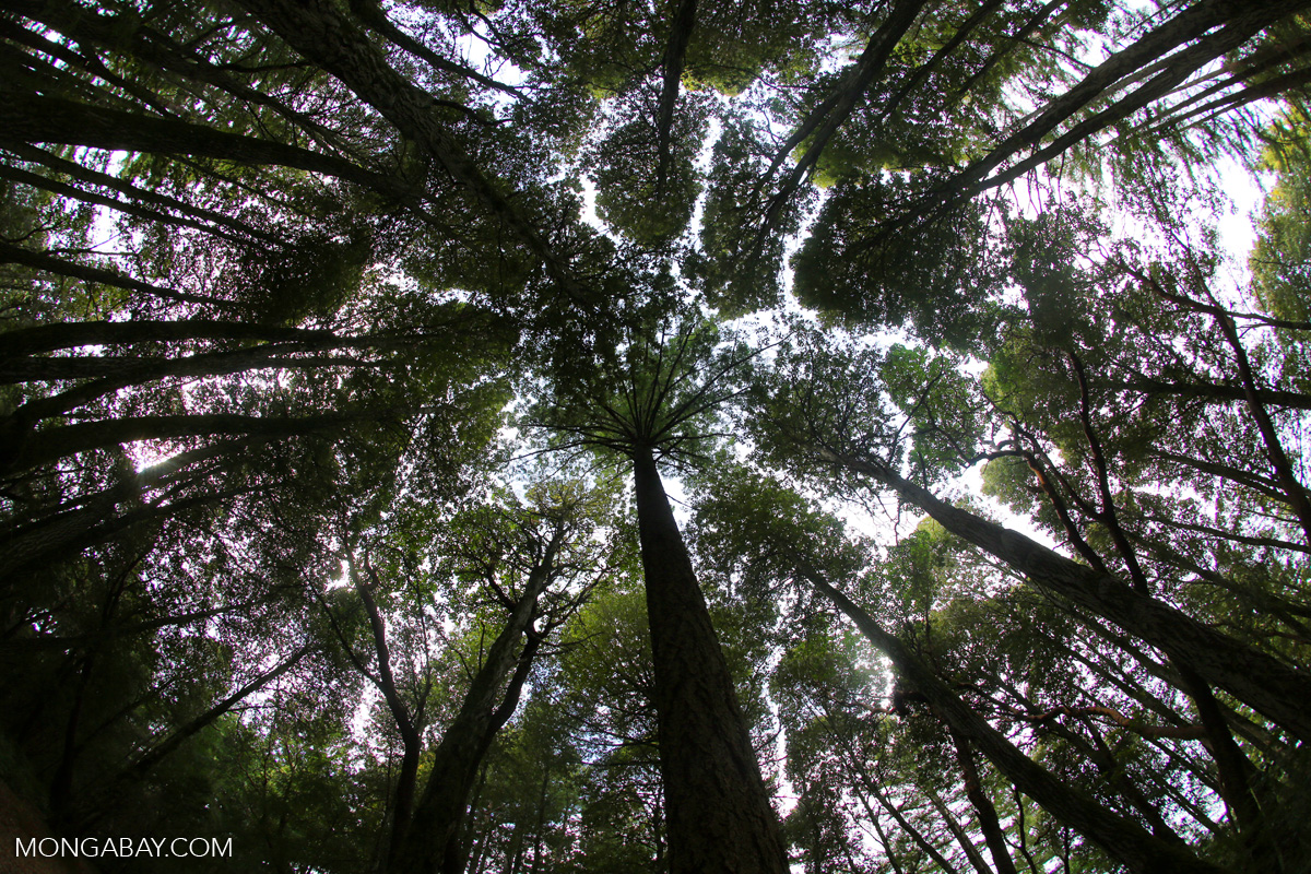 Canopy of a California redwood forest